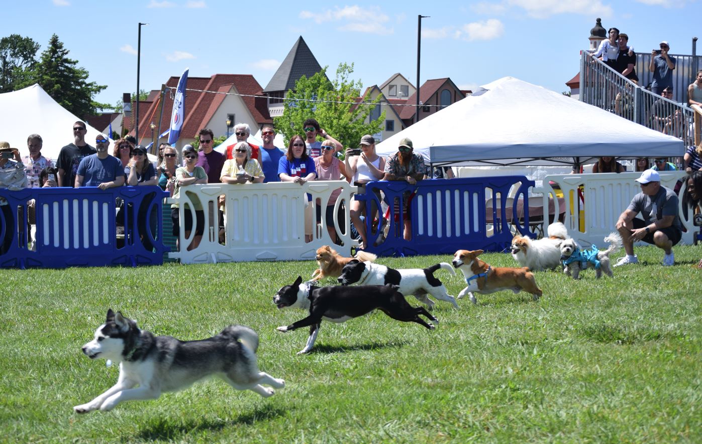 25 Yard Small Doggie Fun Run Race - The Dog Bowl