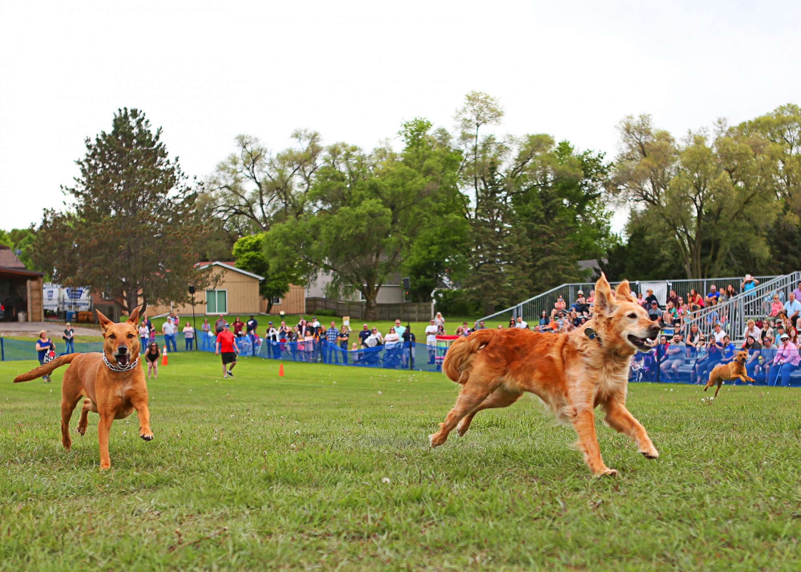 50 Yard Big Doggie Fun Run Race - The Dog Bowl